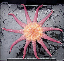 Genus Solaster (2)